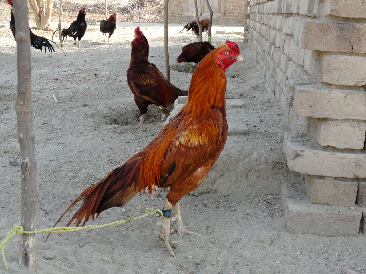 Some Aseel (اصیل) Roosters in Pakistan Some Aseel (اصیل) Roosters in Pakistan