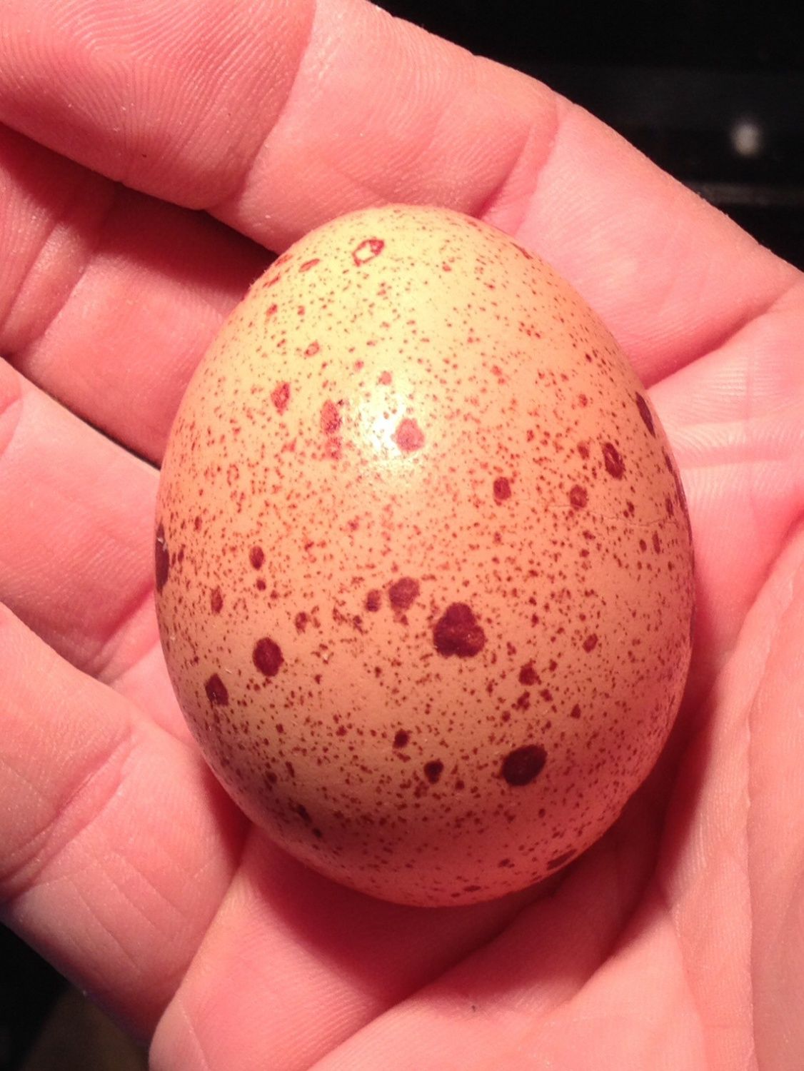 Spotted Eggs