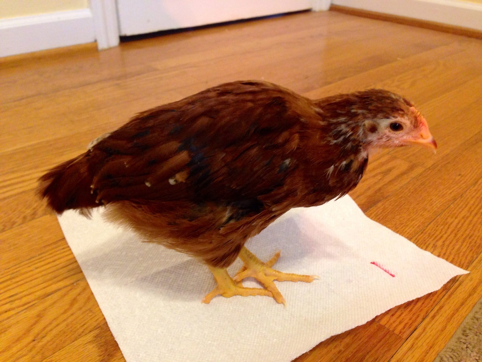 How Can I Tell The Difference From Between A Young Hen And A Rooster Page 2