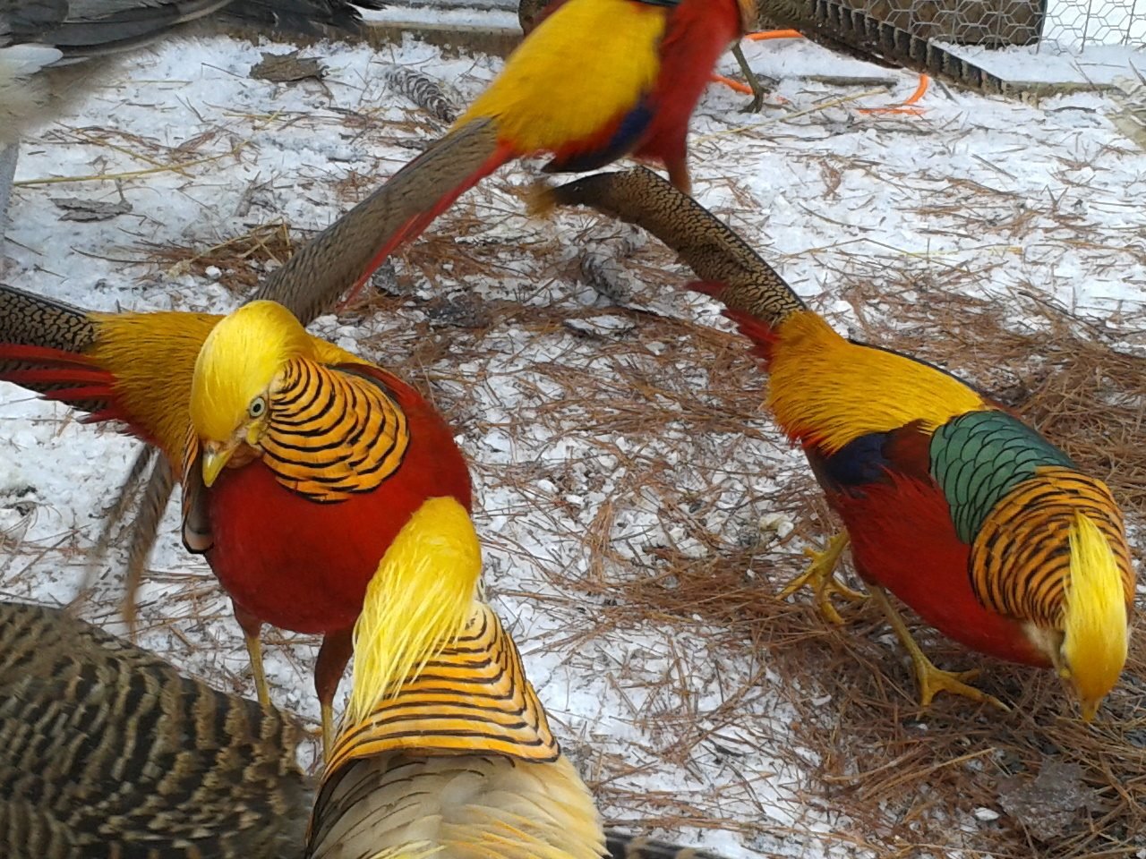 Beginners Guide For The Red Golden Pheasant Pic Heavy With Mutation Pics Backyard Chickens