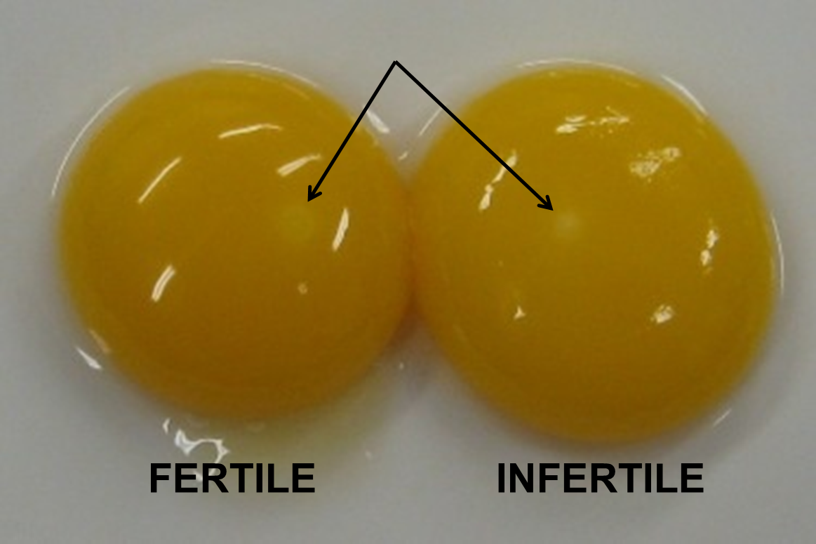 Fertilized Eggs Page 2