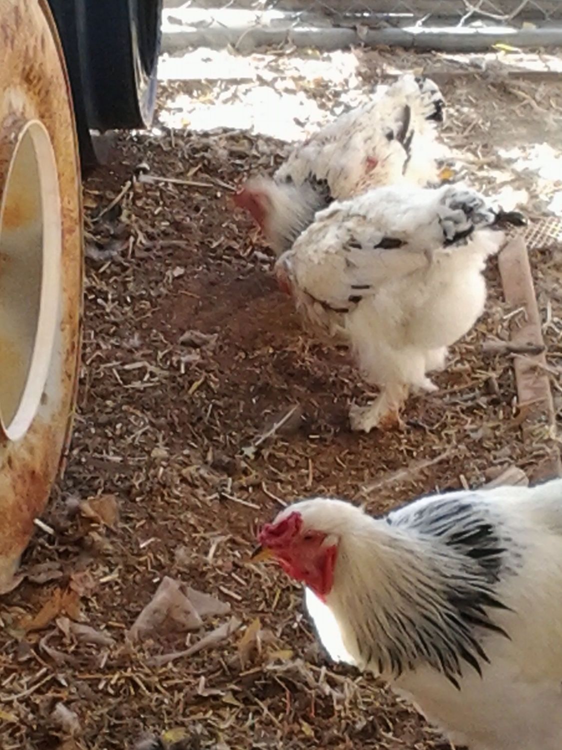 Hi Robin Here Bantems Forr Hatching Peacock Eggs Page 2