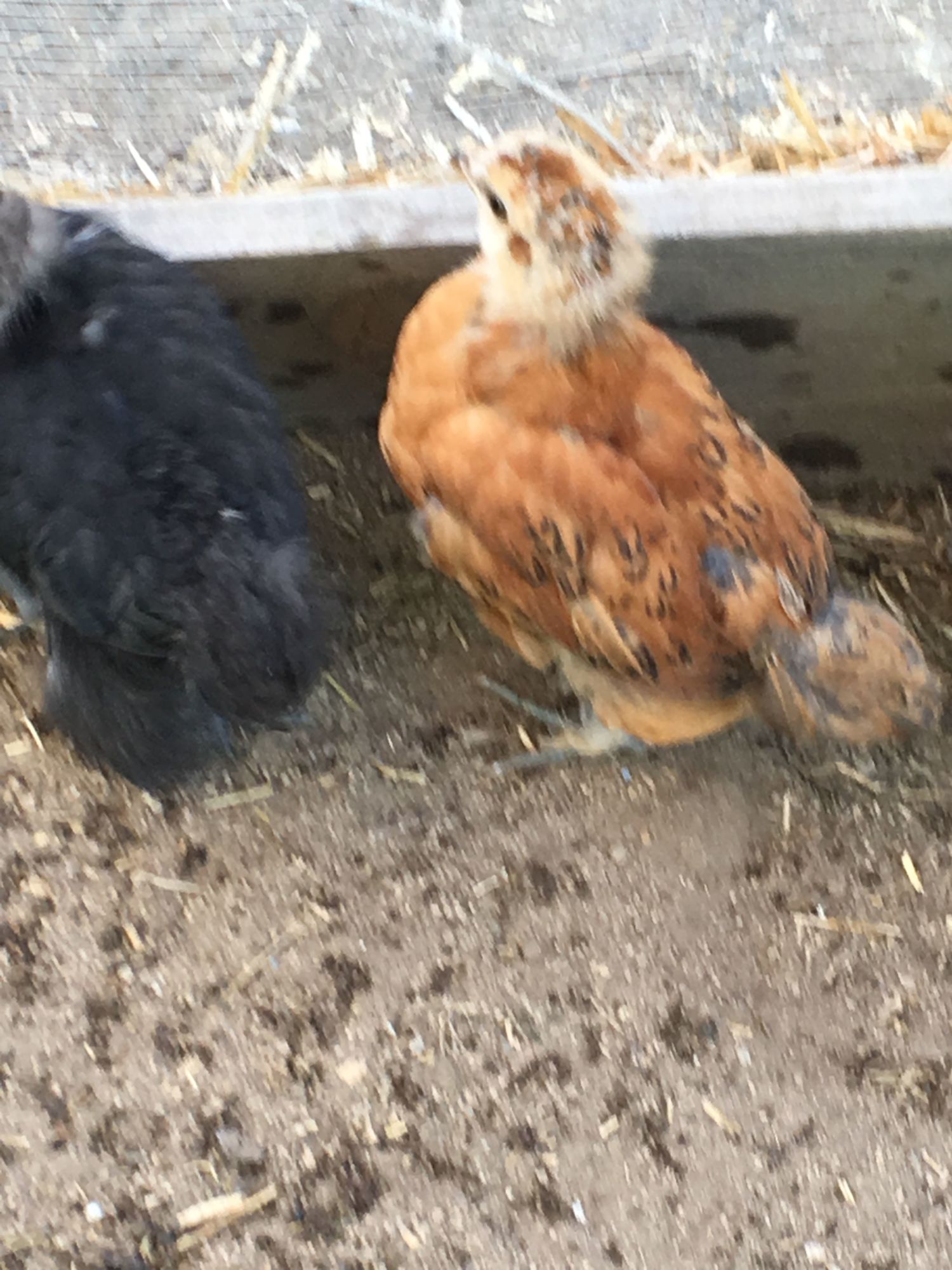 How To Sex A Chicken Wisdom From An Old Timer
