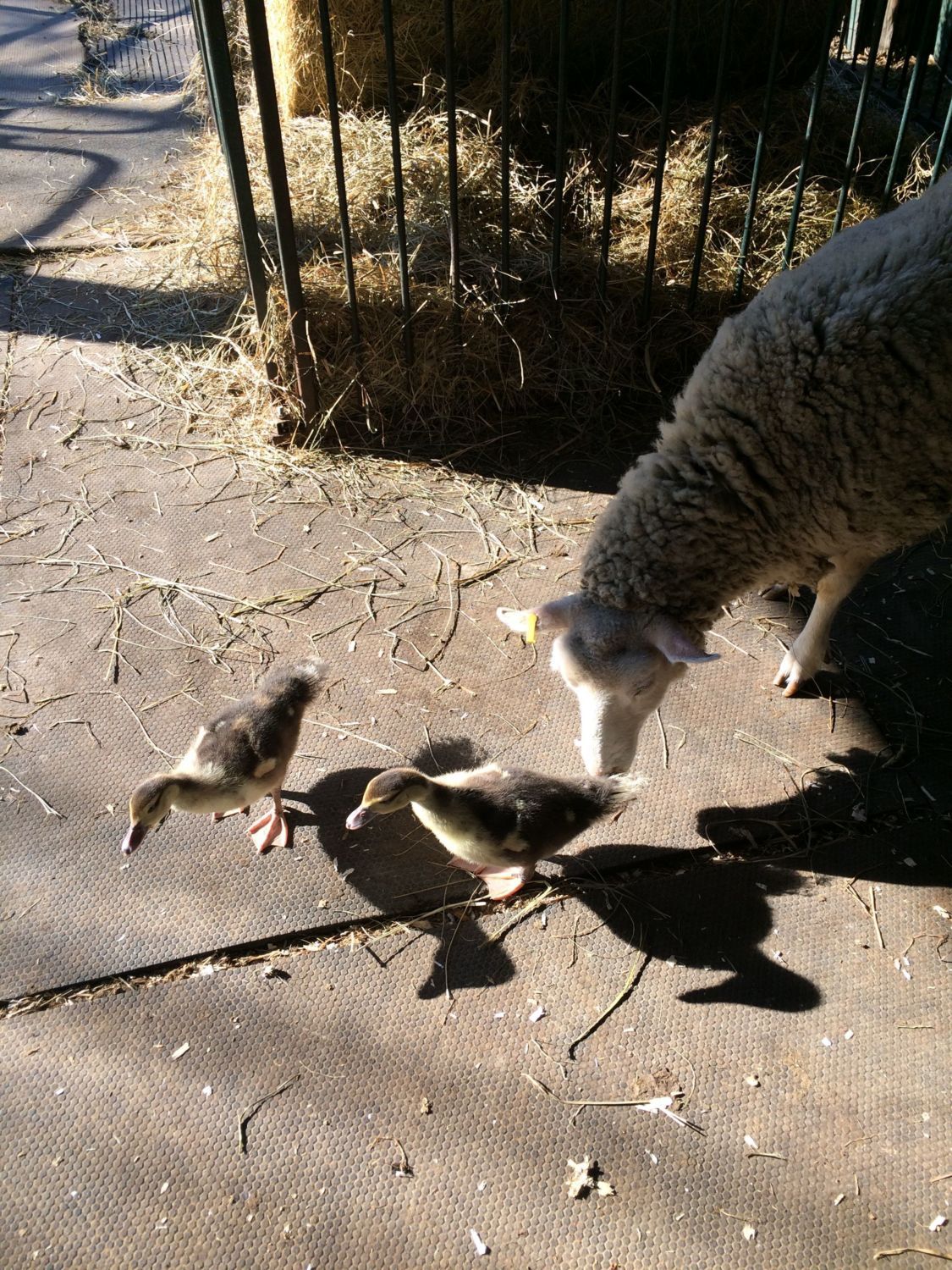 How To Sex Muscovy Ducklings