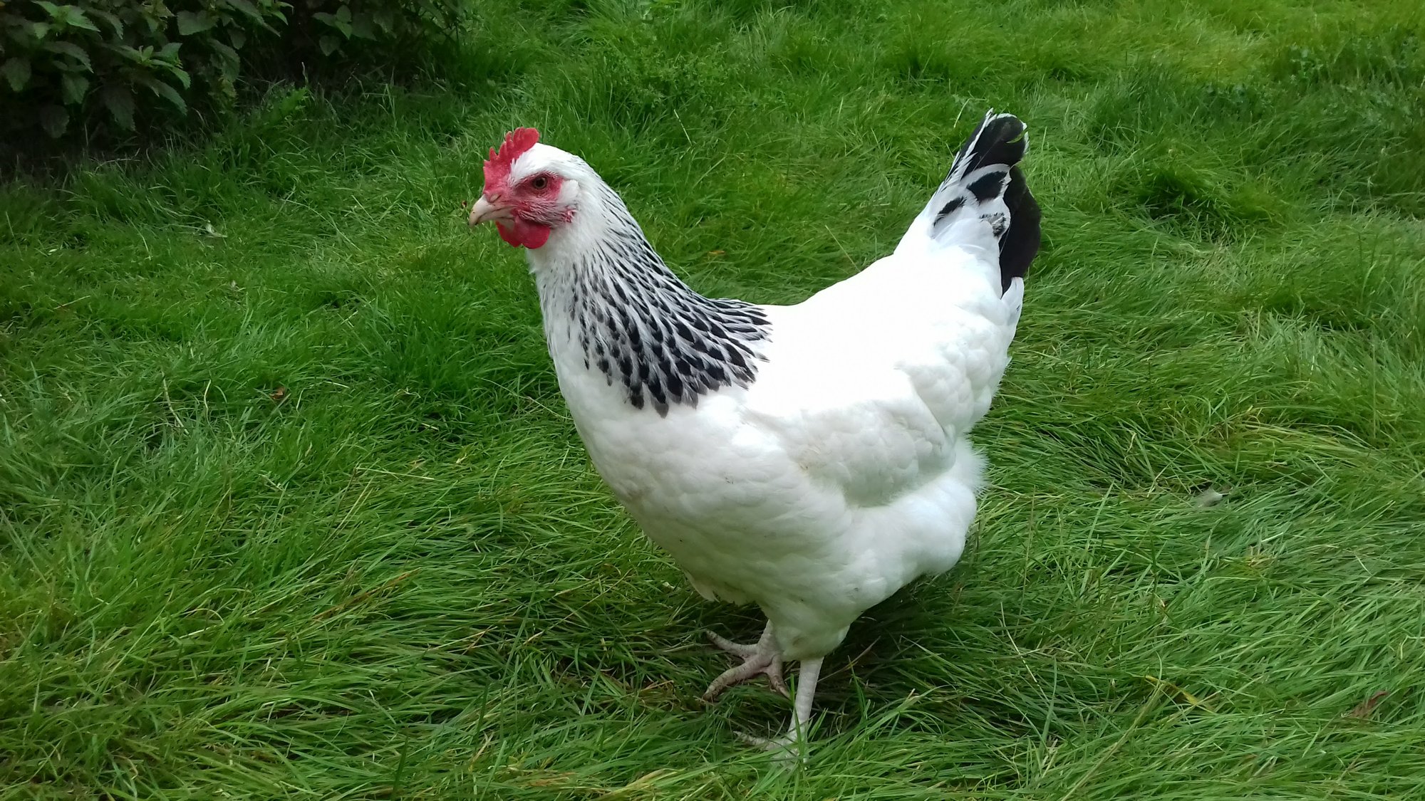 10 Interesting Facts About Chickens | BackYard Chickens - Learn How to ...