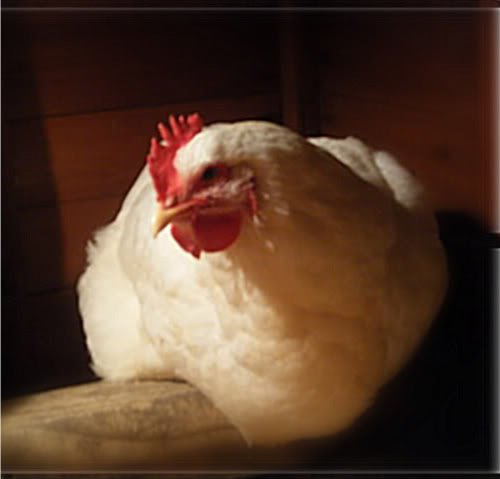 1stepclosers Page | BackYard Chickens - Learn How to Raise Chickens