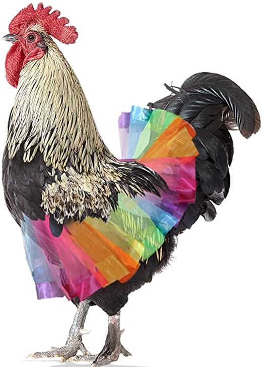 2020 Top 10 Chicken Gear Recommendations | BackYard Chickens - Learn ...