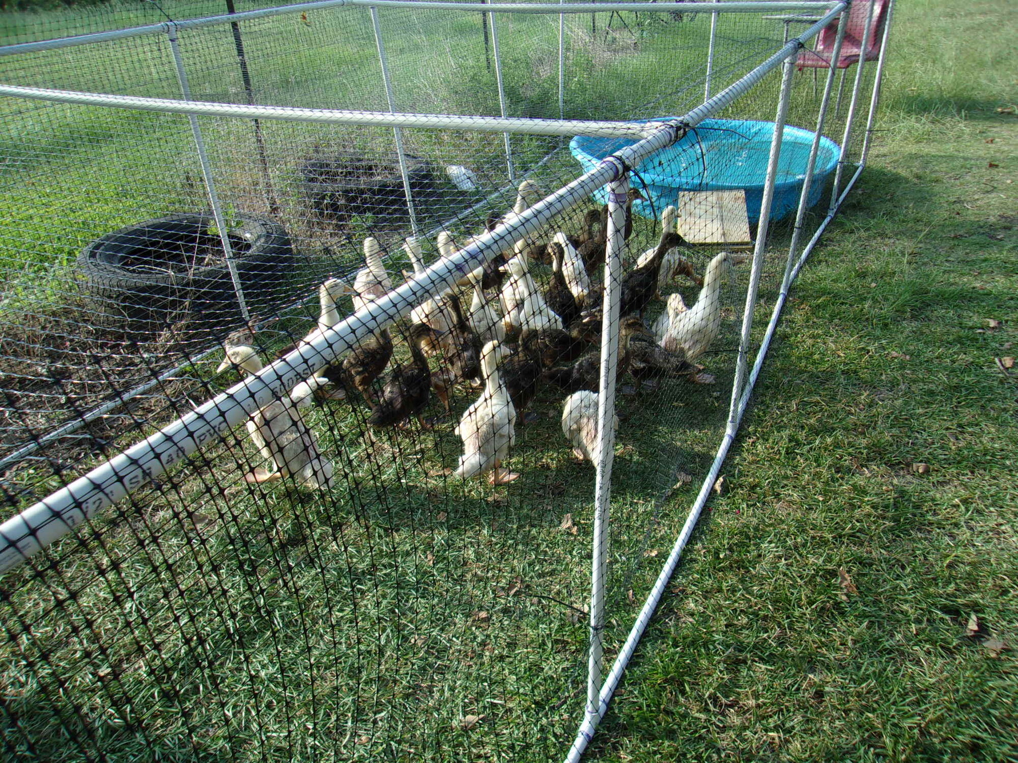 5 Weeks Old | BackYard Chickens - Learn How to Raise Chickens