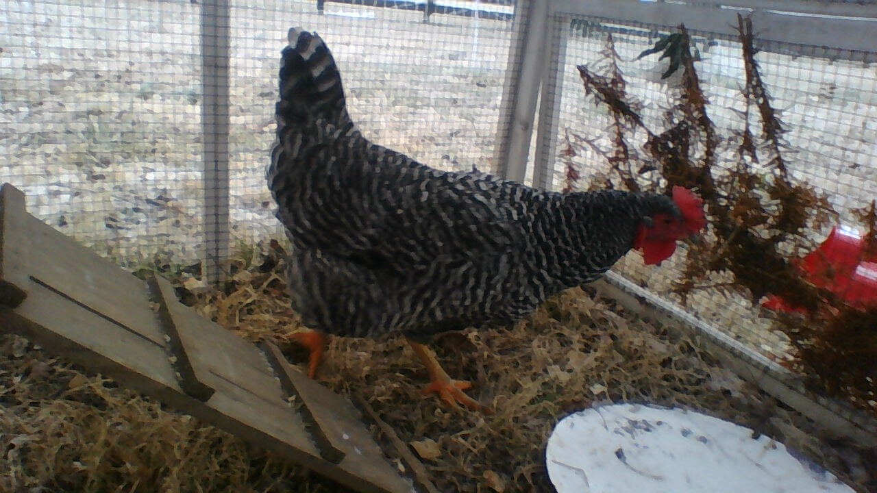 A peaceful day | BackYard Chickens - Learn How to Raise Chickens