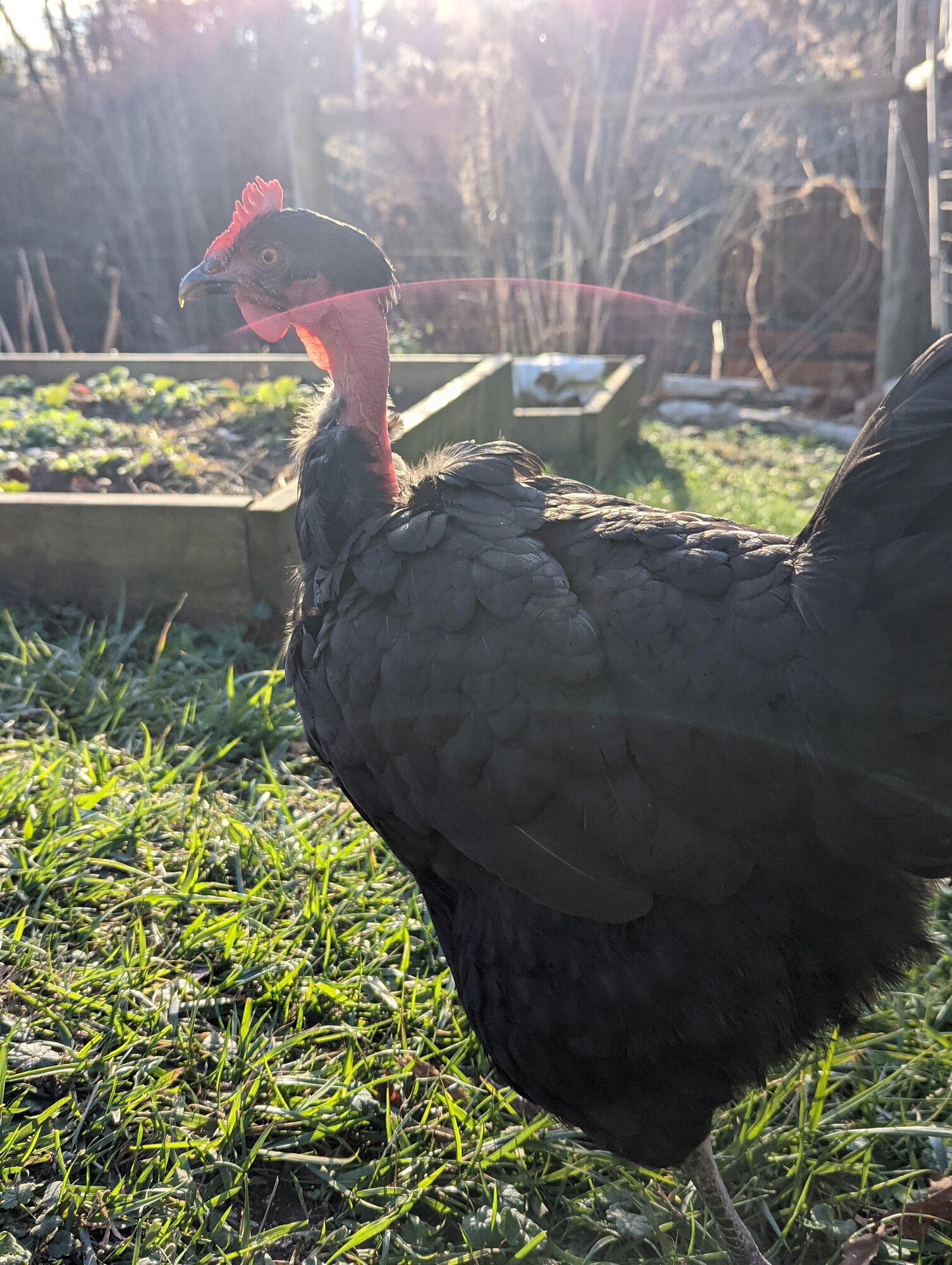 Adopt Chickens in Need | BackYard Chickens - Learn How to Raise Chickens