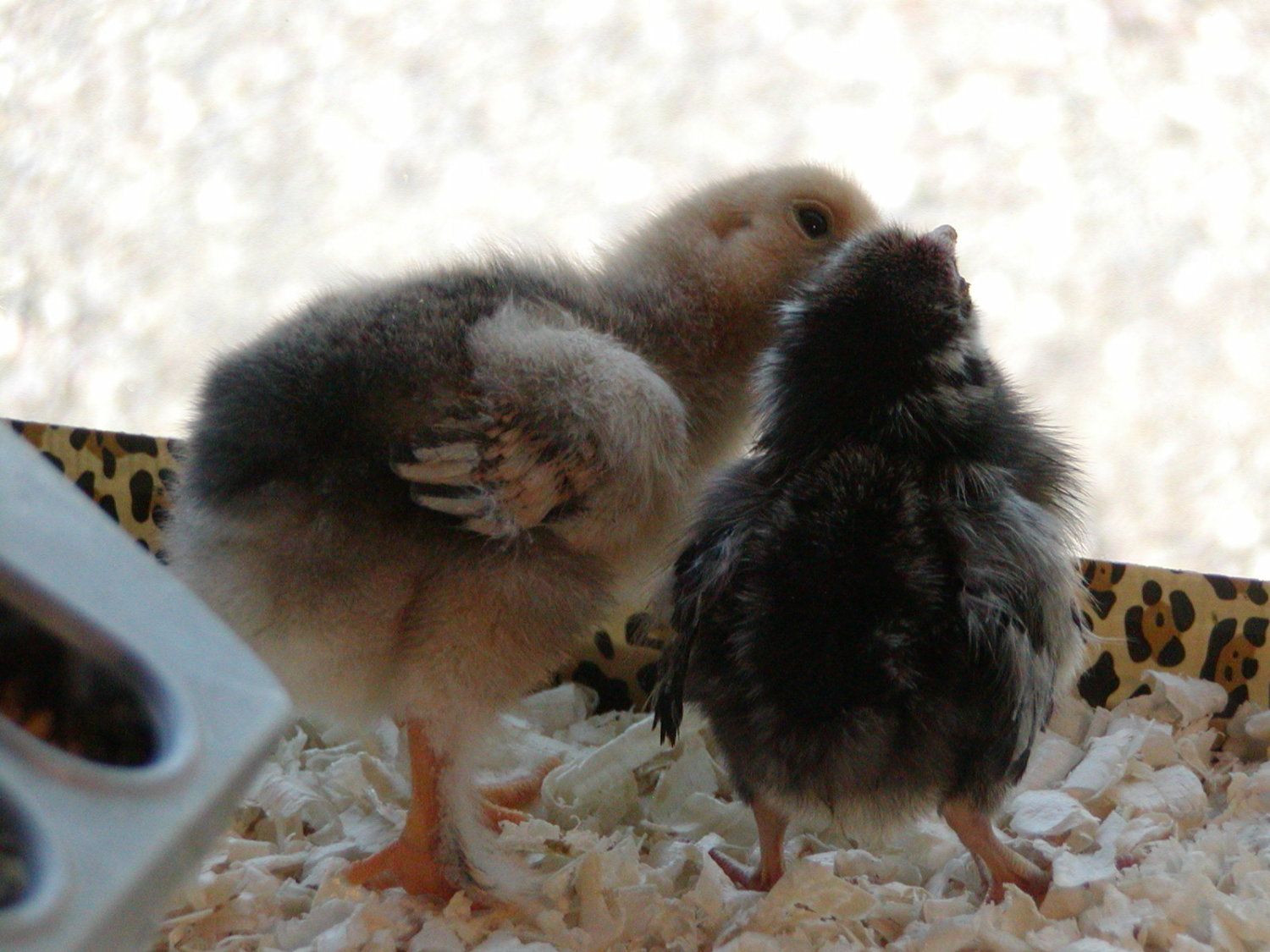 Aggressive Baby Chicks and How to Stop the Behavior | BackYard Chickens ...