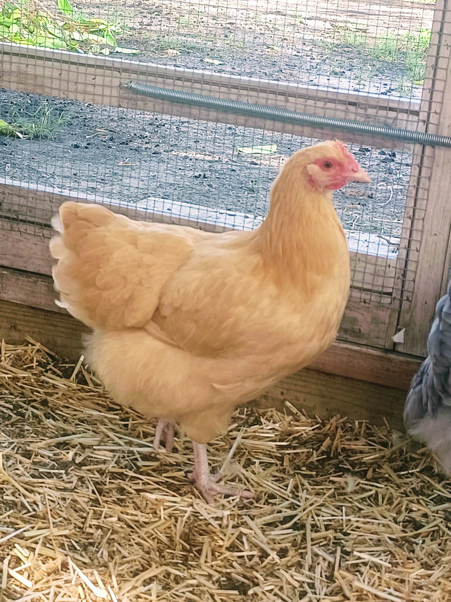 All about Orpingtons! | BackYard Chickens - Learn How to Raise Chickens