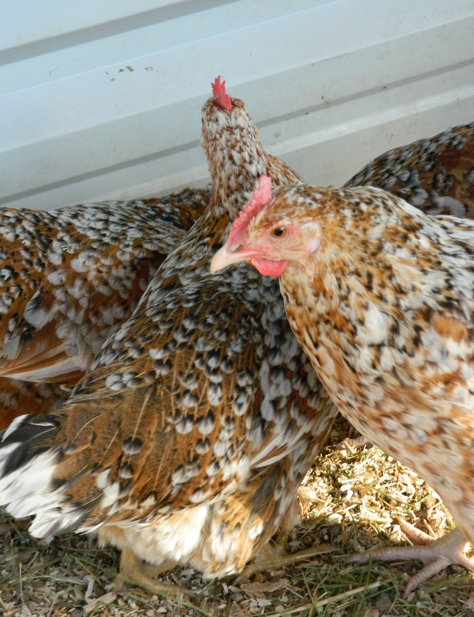 Aloha Chickens | BackYard Chickens - Learn How to Raise Chickens