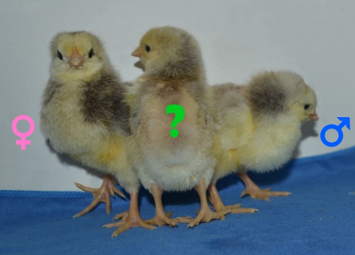 An Experiment in Chick Sexing Methods | BackYard Chickens - Learn How ...