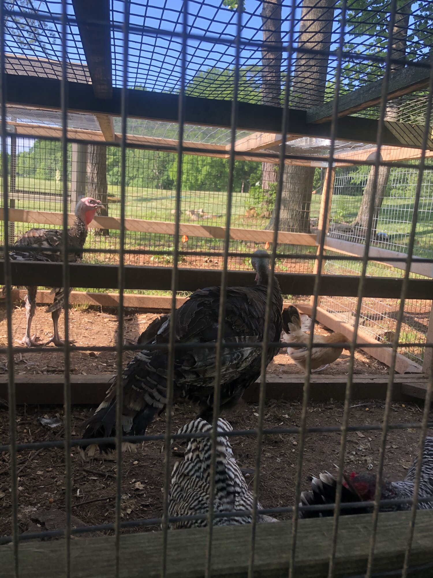 Are my turkeys BB or standard bronze? | BackYard Chickens - Learn How ...