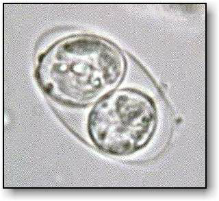 At Home Fecal Float Test | BackYard Chickens - Learn How to Raise Chickens