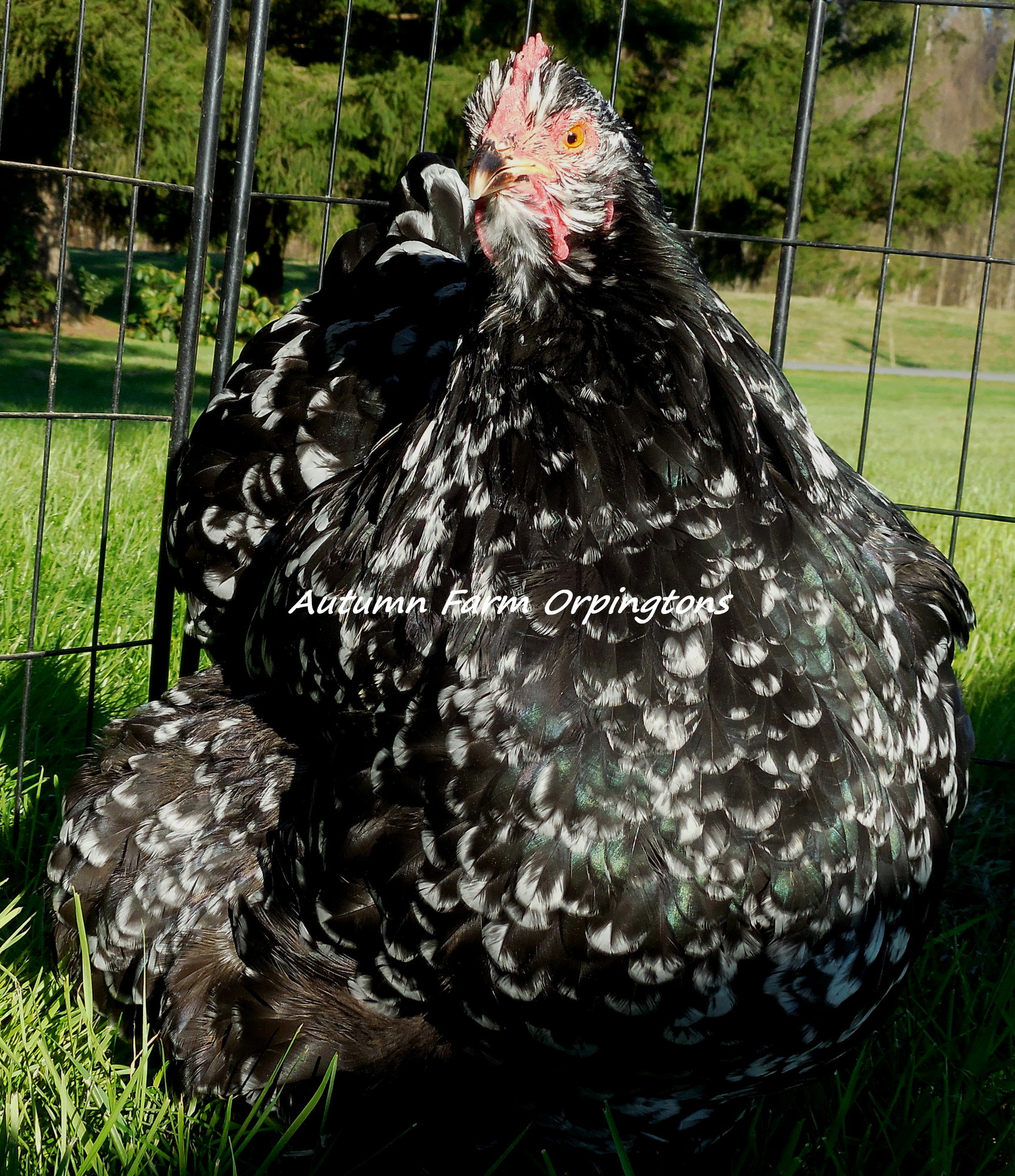 Autumn Farm English Orpingtons | BackYard Chickens - Learn How to Raise ...