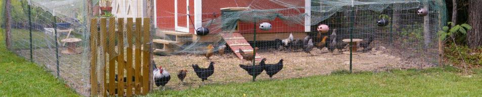 Back To Basic Living - Feather Picking/Plucking And Cannibalism ...