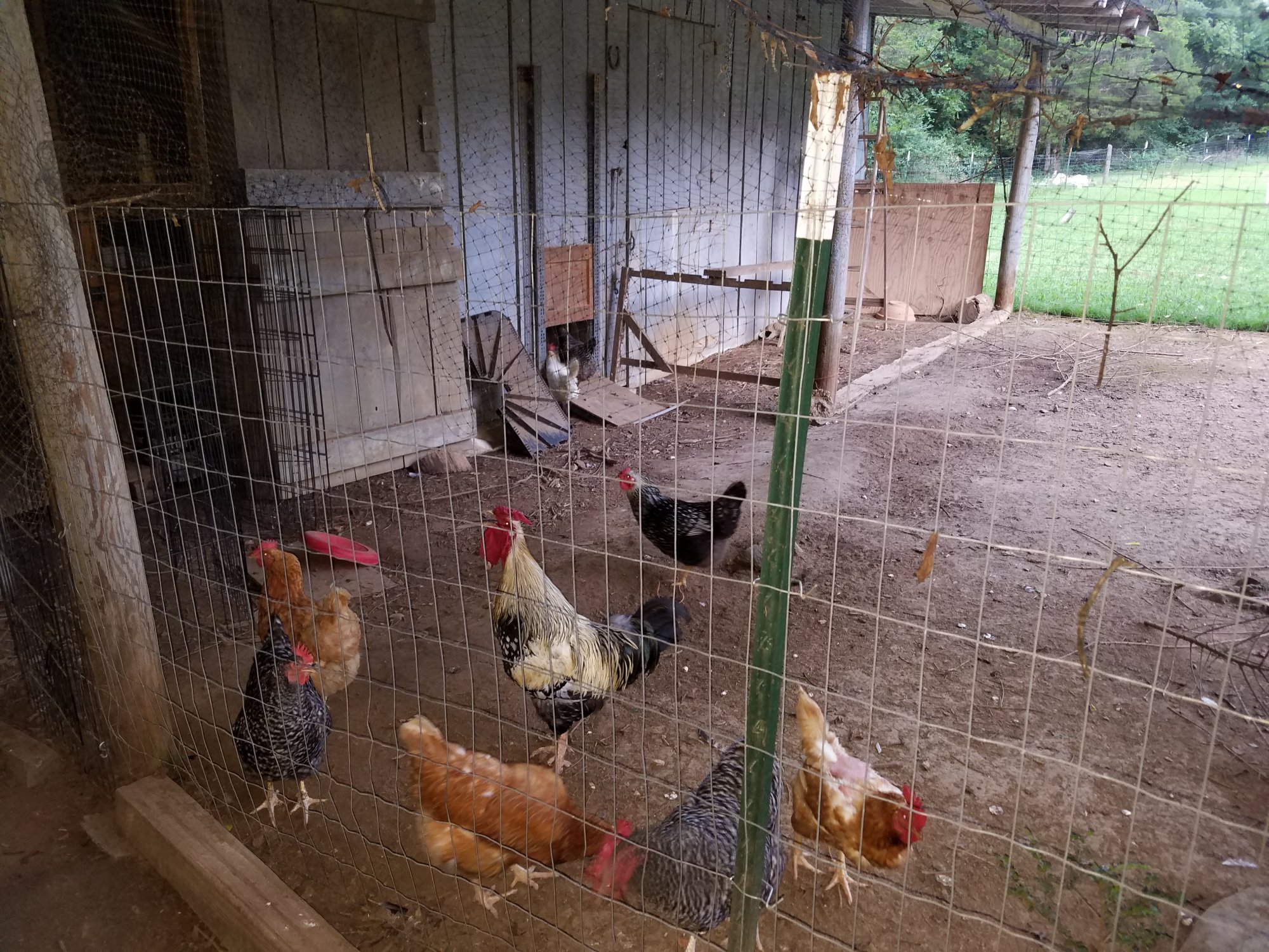 Barn stall conversion | BackYard Chickens - Learn How to Raise Chickens
