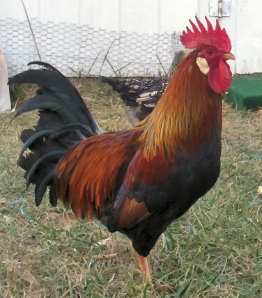 Barnyard Birds Eggs | BackYard Chickens - Learn How to Raise Chickens