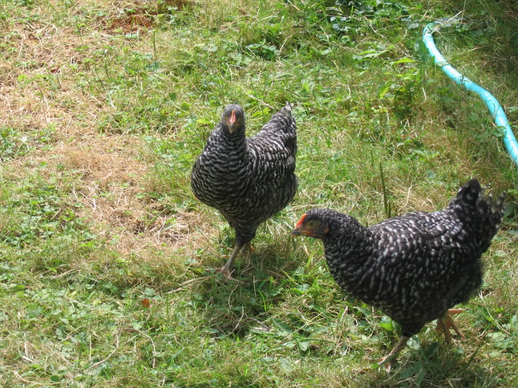 Barred Rocks Chicken Breed | BackYard Chickens - Learn How to Raise ...