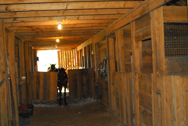 Big Blans, Big Barn! | BackYard Chickens - Learn How to Raise Chickens