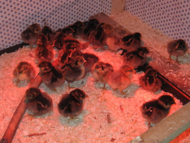 Blrw 2 | BackYard Chickens - Learn How to Raise Chickens