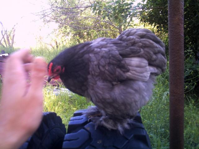 Blue Bird Brawl Contestants | BackYard Chickens - Learn How to Raise ...