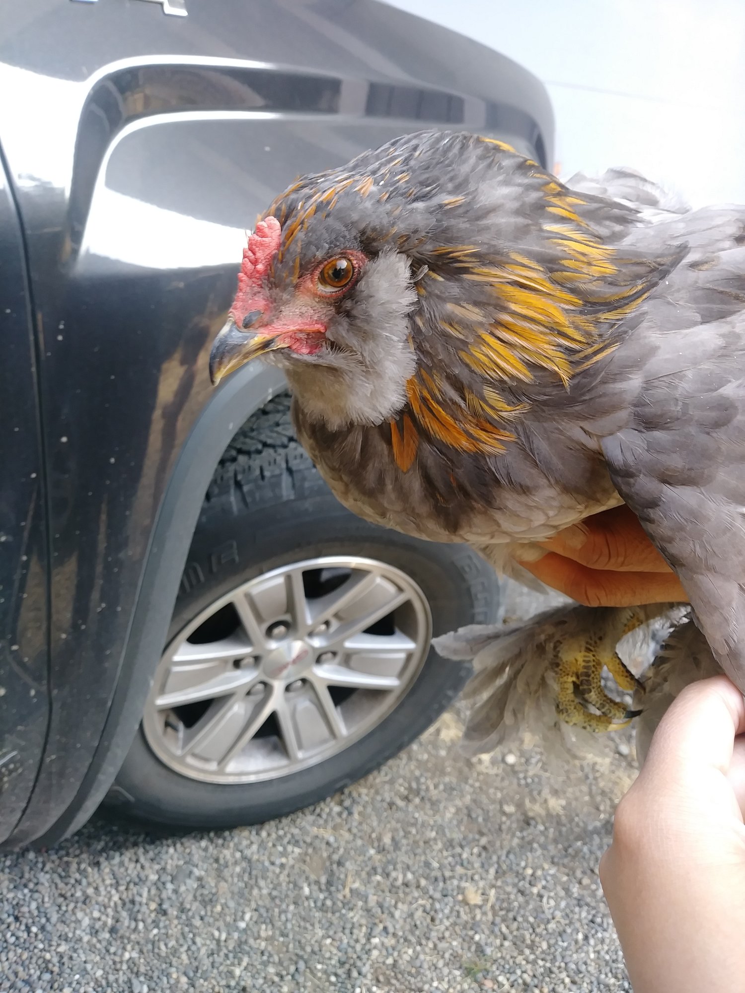 Blue Cochin/Ameraucana mix rooster | BackYard Chickens - Learn How to ...