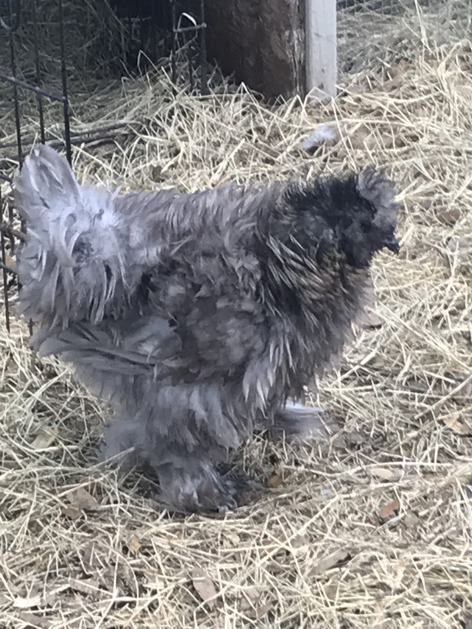 Botulism | BackYard Chickens - Learn How to Raise Chickens