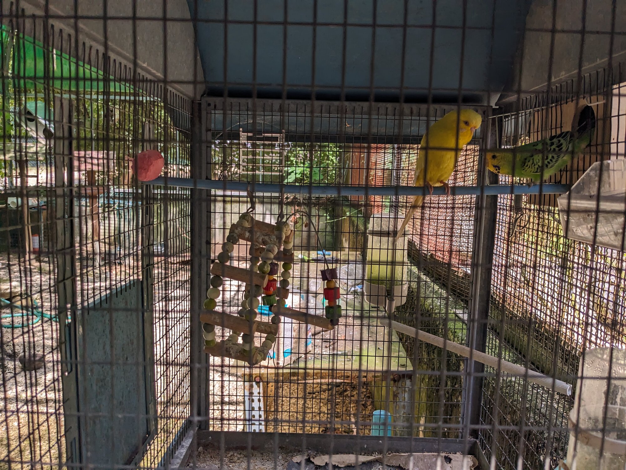 Breeding Budgies: A Comprehensive Guide to Successful Breeding ...