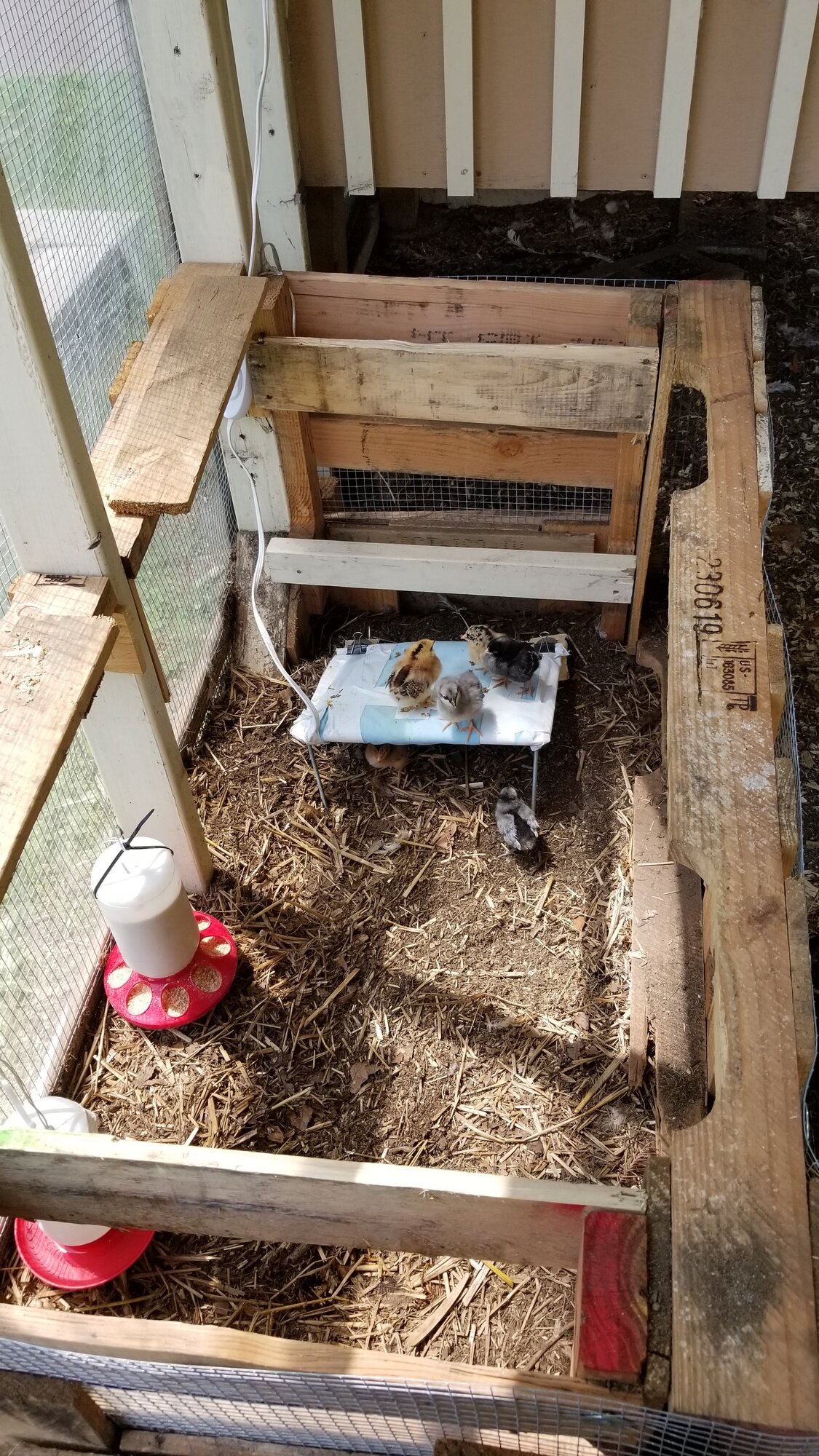 Brooder in covered run - Updated 7/11 Six weeks | BackYard Chickens ...