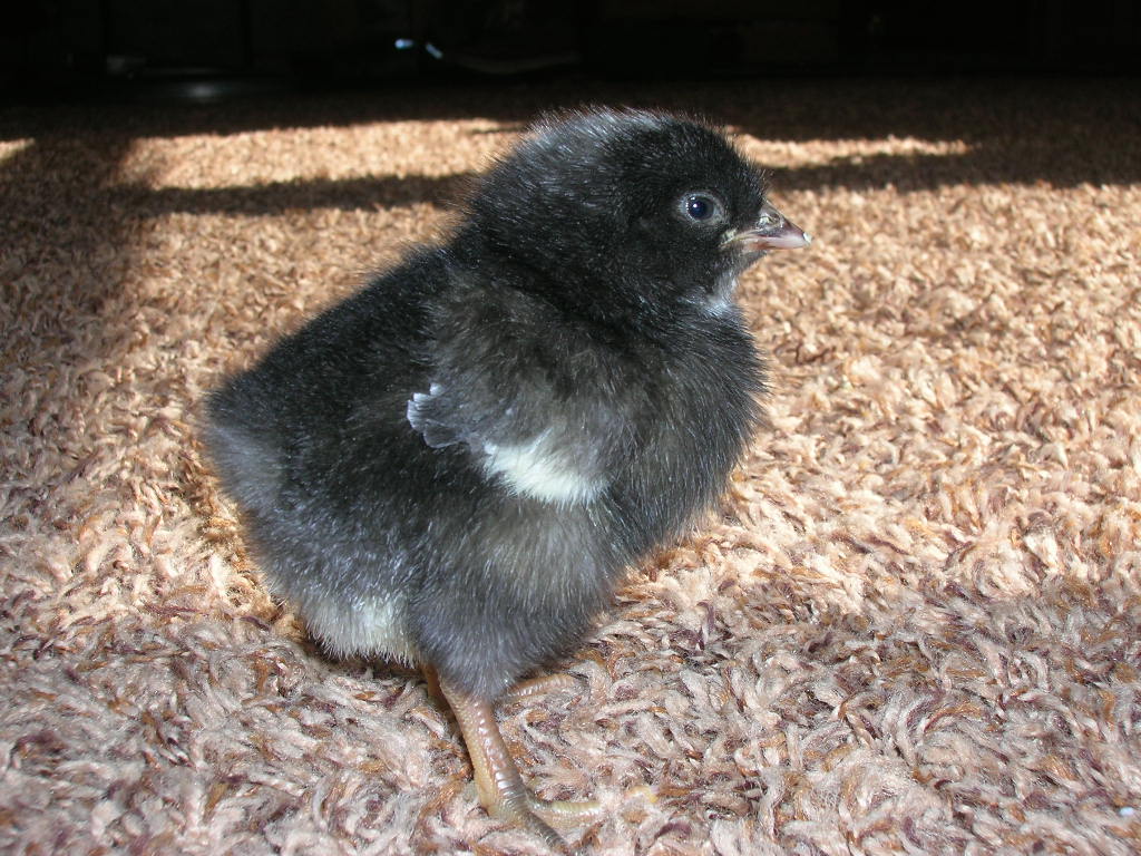 Brooding Chicks: The First 6 Weeks | BackYard Chickens - Learn How to ...