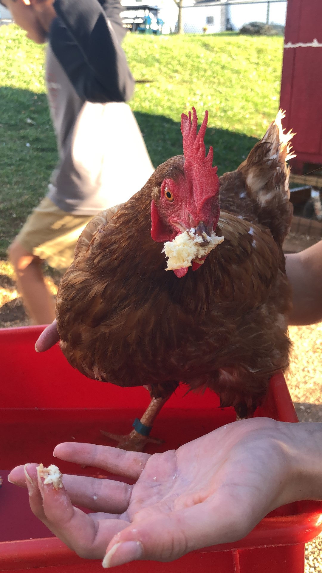 Bumble foot treatment observations | BackYard Chickens - Learn How to ...