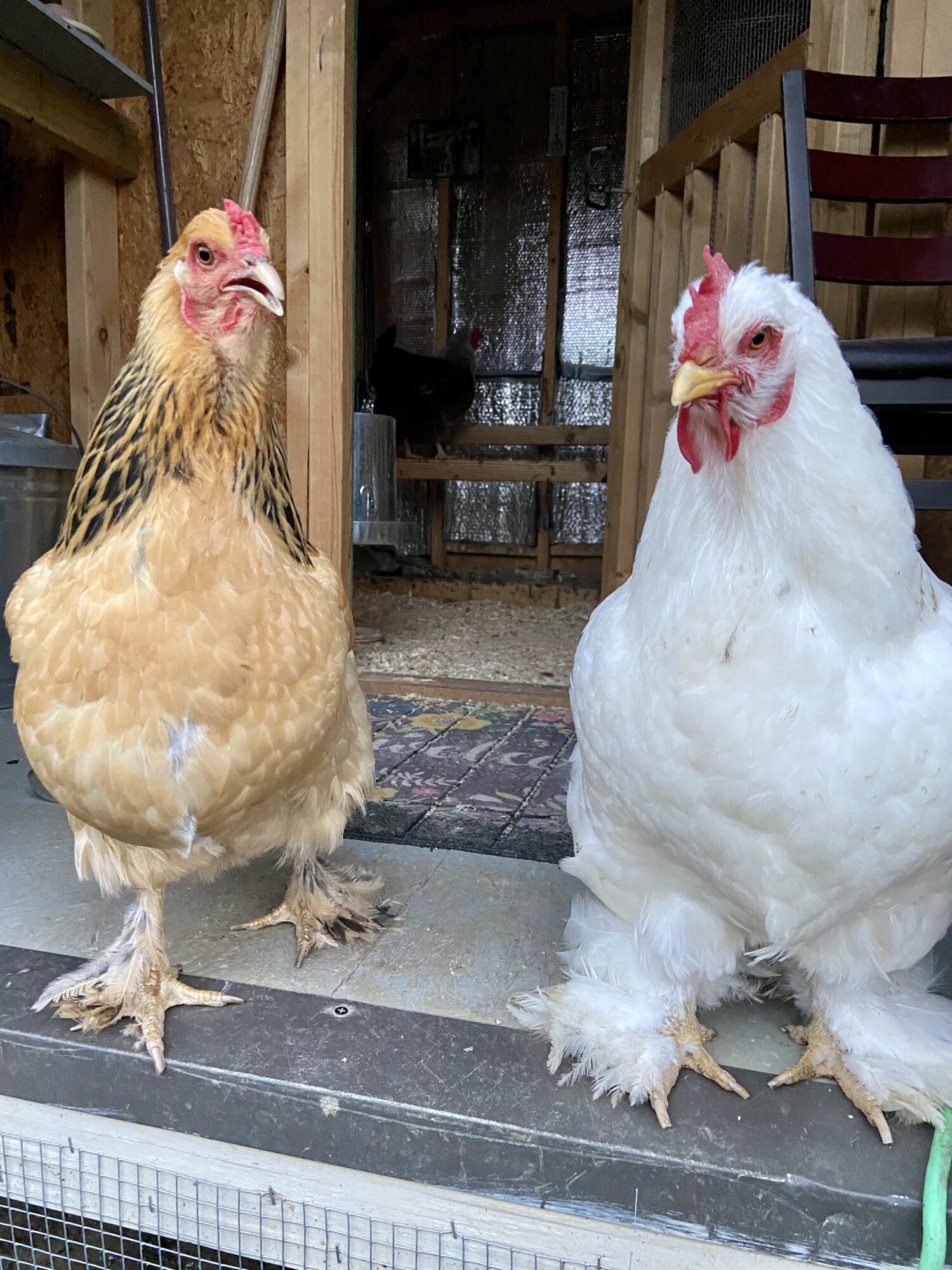 Bumble Foot Treatment | BackYard Chickens - Learn How to Raise Chickens