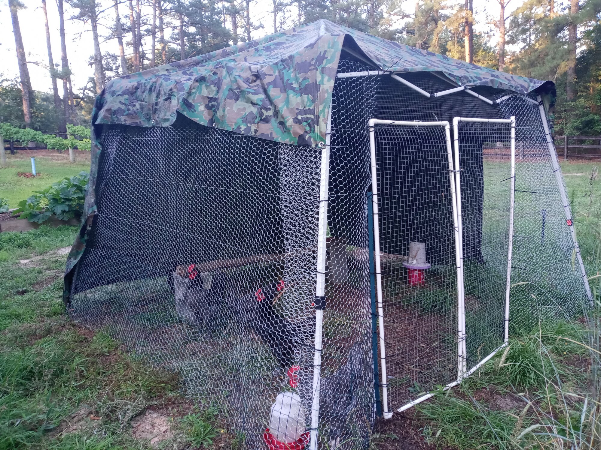 Camp Cockerel | BackYard Chickens - Learn How to Raise Chickens