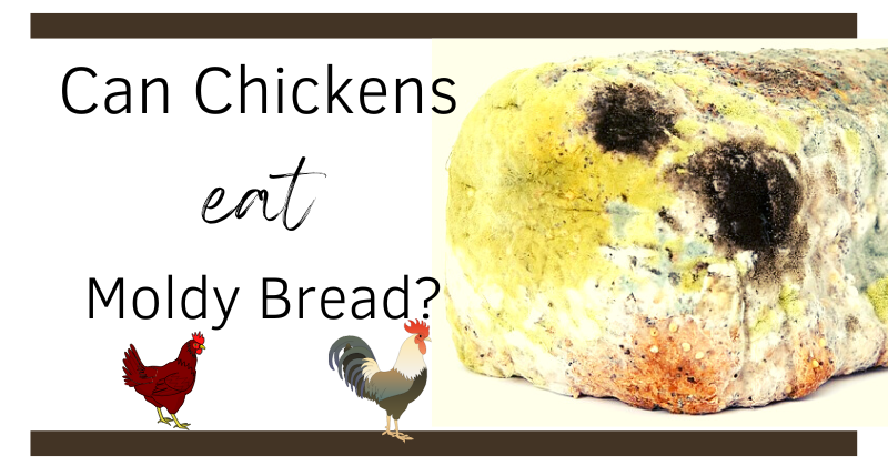 Can Chickens Eat Moldy Bread? | BackYard Chickens - Learn How to Raise ... Can Chickens Eat Moldy Bread? | BackYard Chickens - Learn How to Raise ...