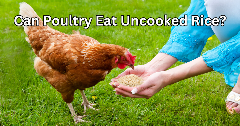 Can Poultry Eat Rice? | BackYard Chickens - Learn How to Raise Chickens
