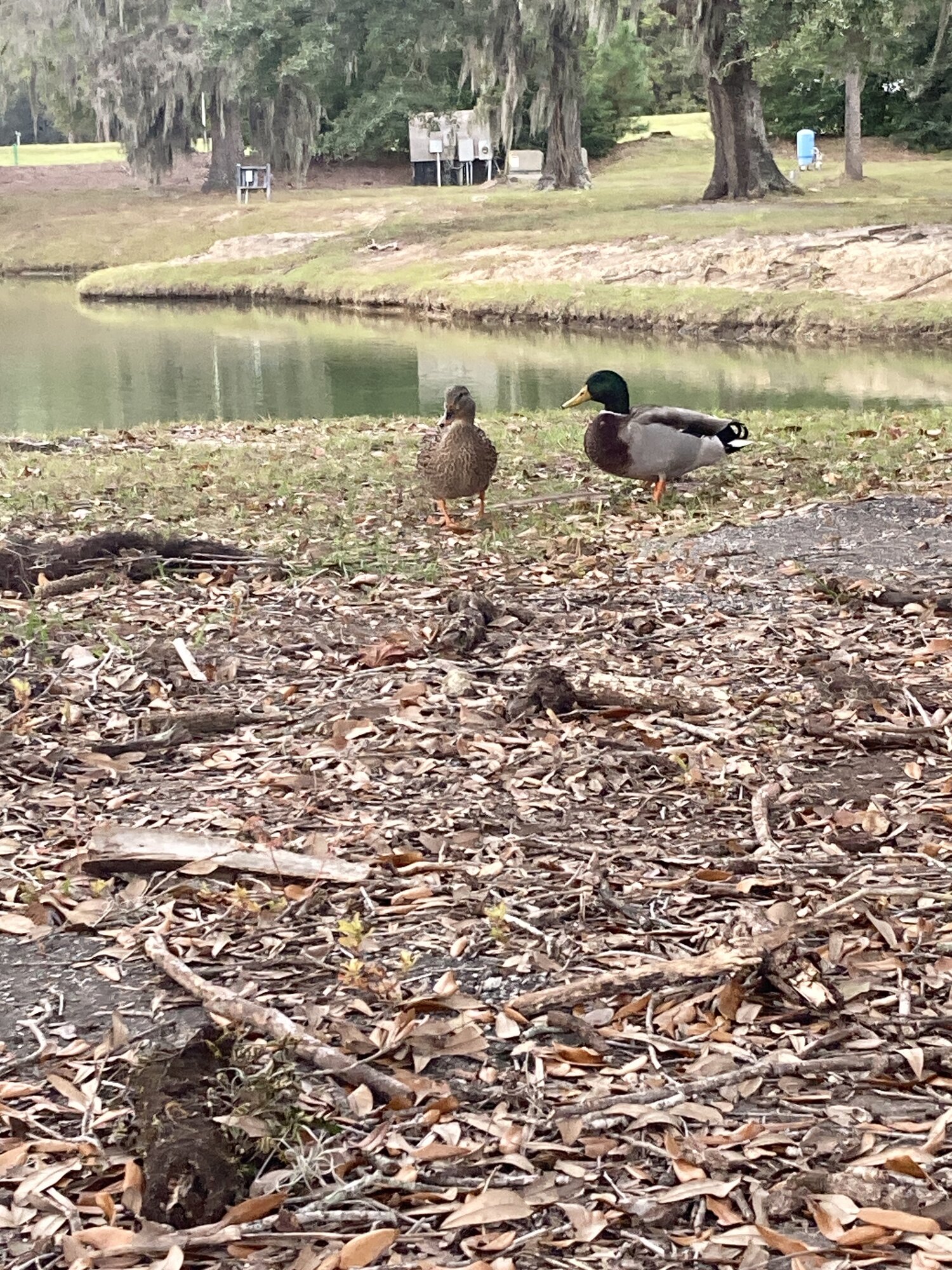 Caring for Ducks in Winter: Your Ultimate Guide | BackYard Chickens ...