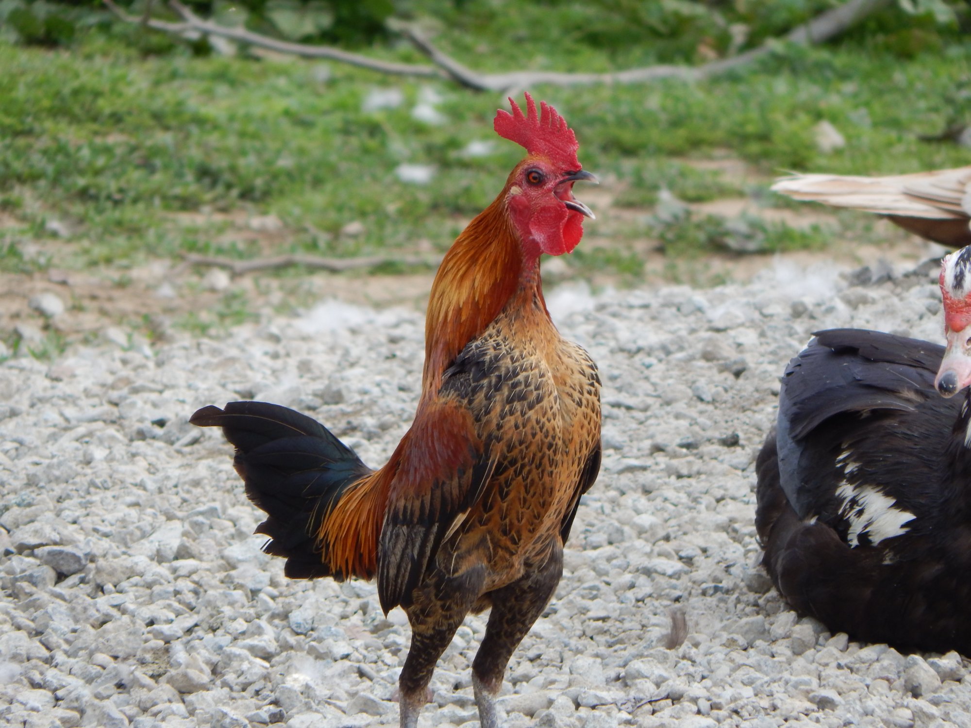 casportpony's random chicken pictures | BackYard Chickens - Learn How ...