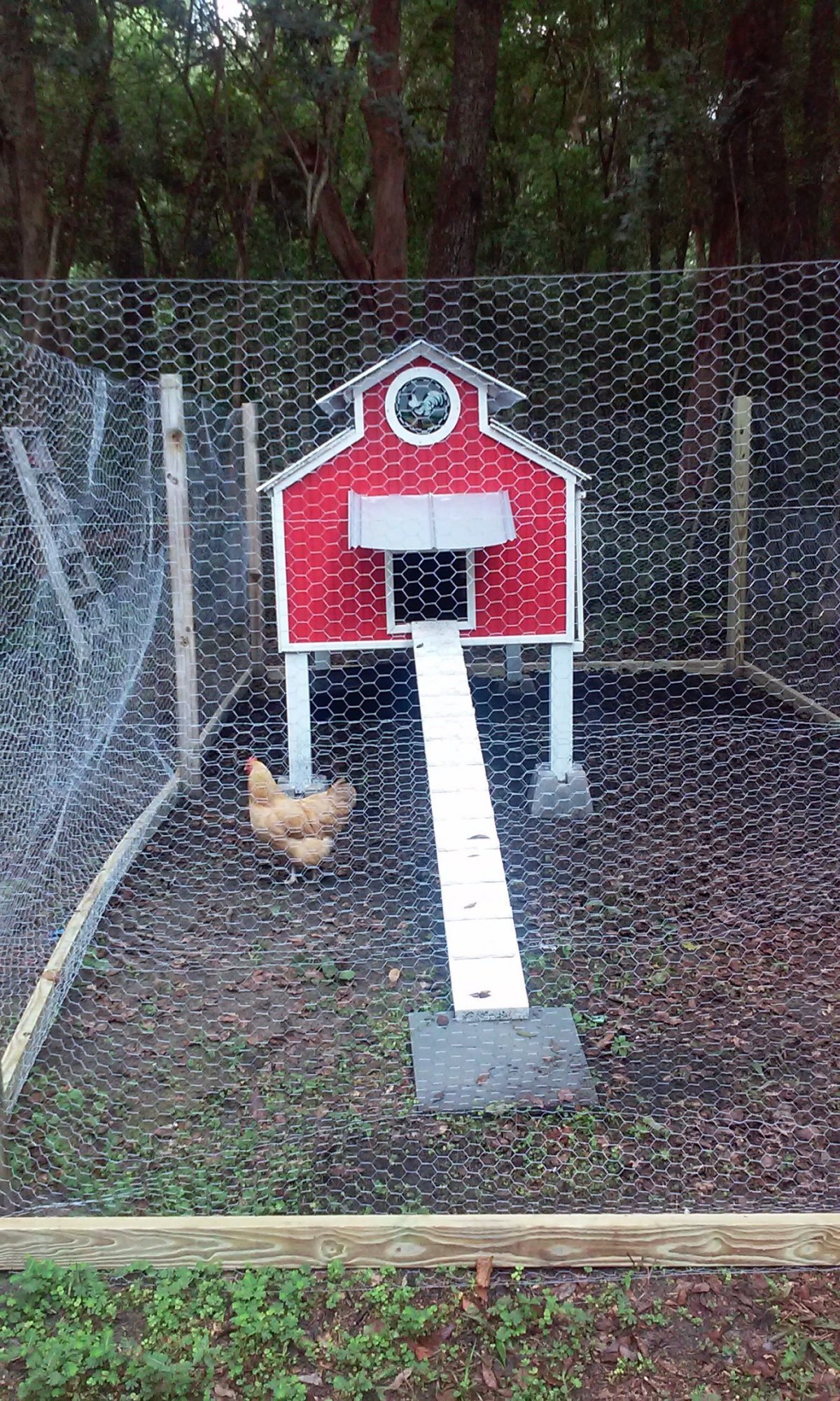 Castle de Henne | BackYard Chickens - Learn How to Raise Chickens