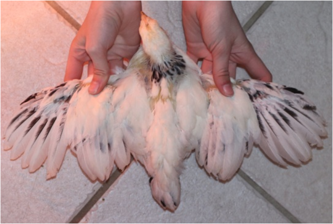 Chick Identification | BackYard Chickens - Learn How to Raise Chickens