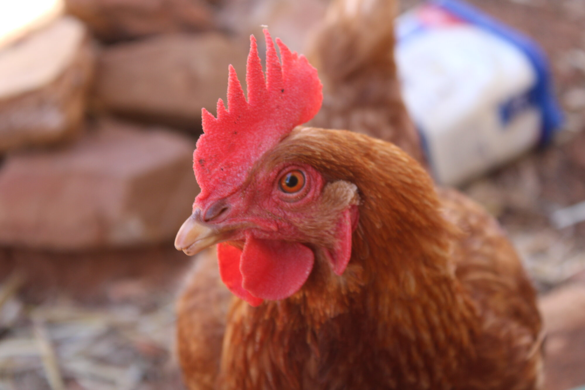 Chicken Breed Traits | BackYard Chickens - Learn How to Raise Chickens