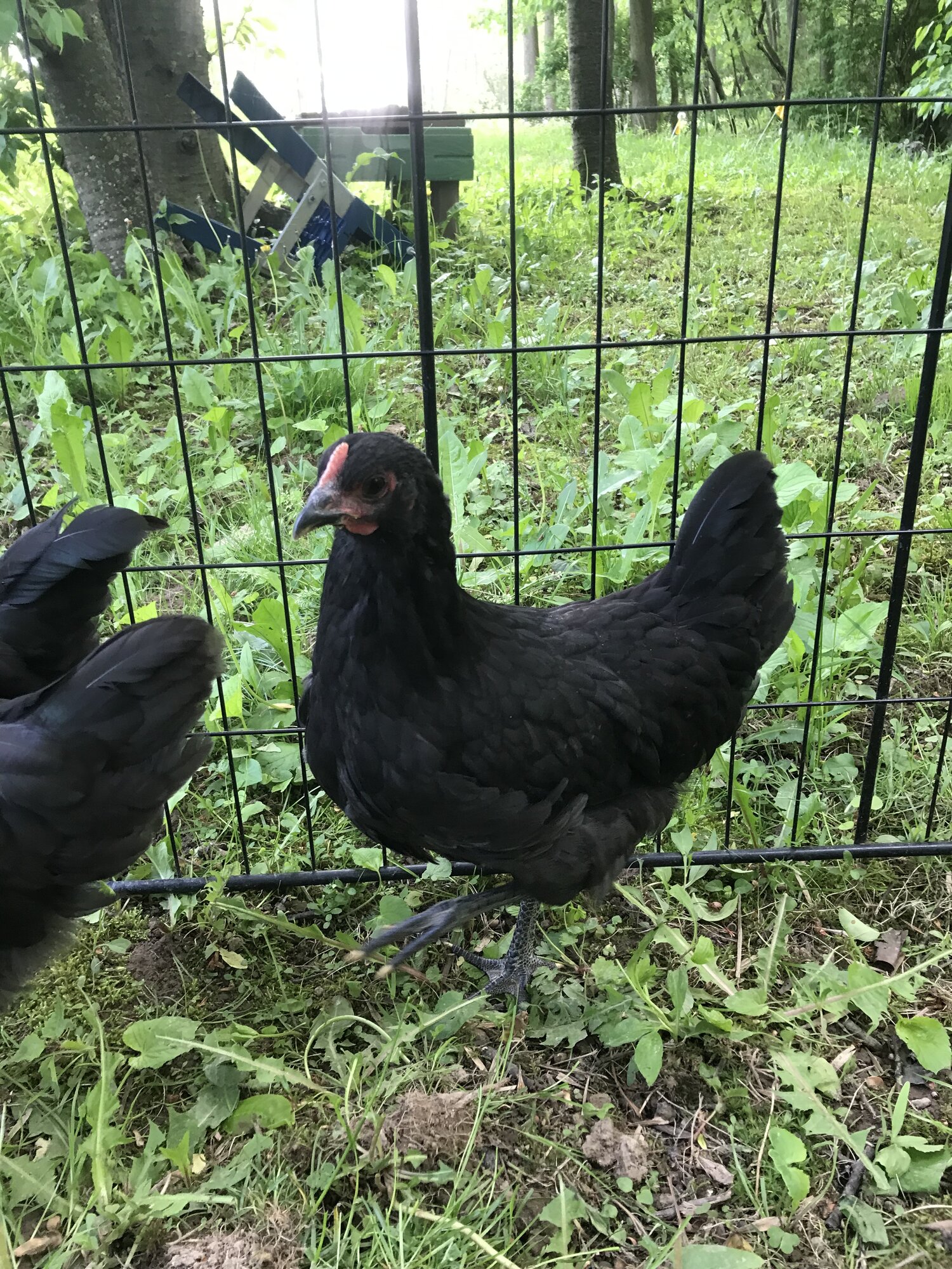 Chicken Food and Water | BackYard Chickens - Learn How to Raise Chickens
