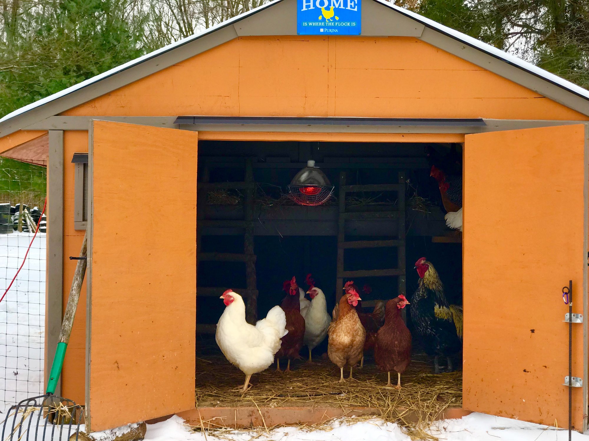 Chicken house | BackYard Chickens - Learn How to Raise Chickens