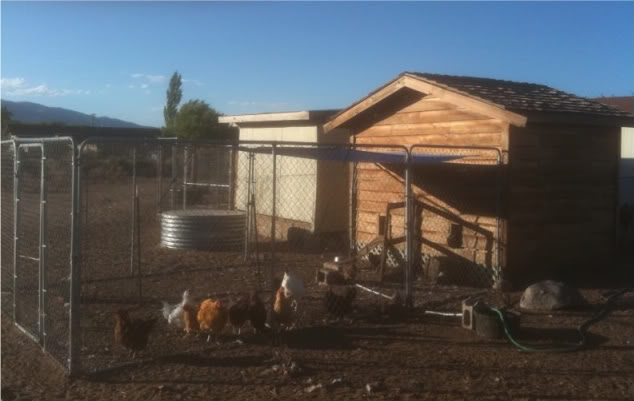 Chicken Housing | BackYard Chickens - Learn How to Raise Chickens