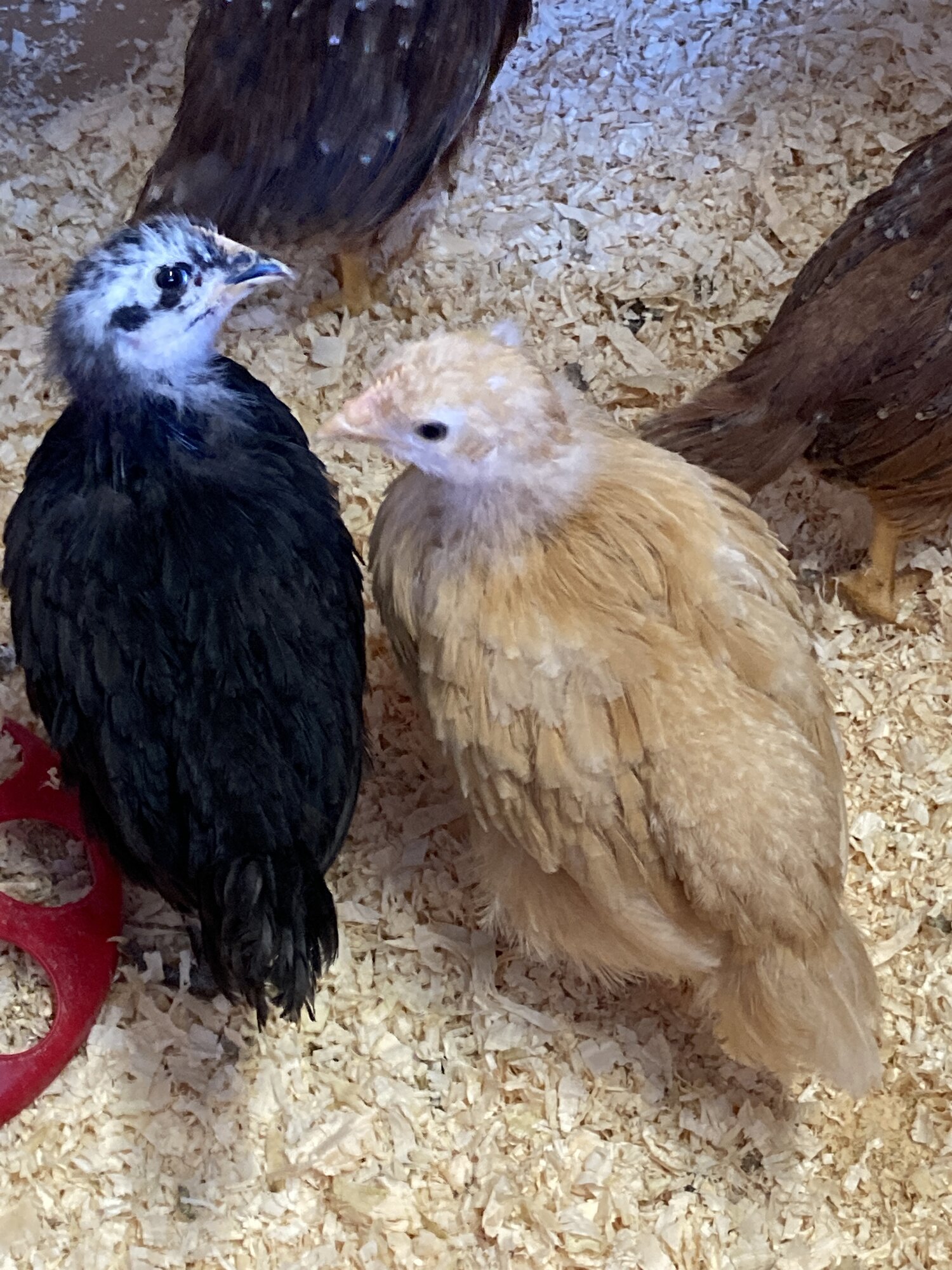 Chicken housing | BackYard Chickens - Learn How to Raise Chickens