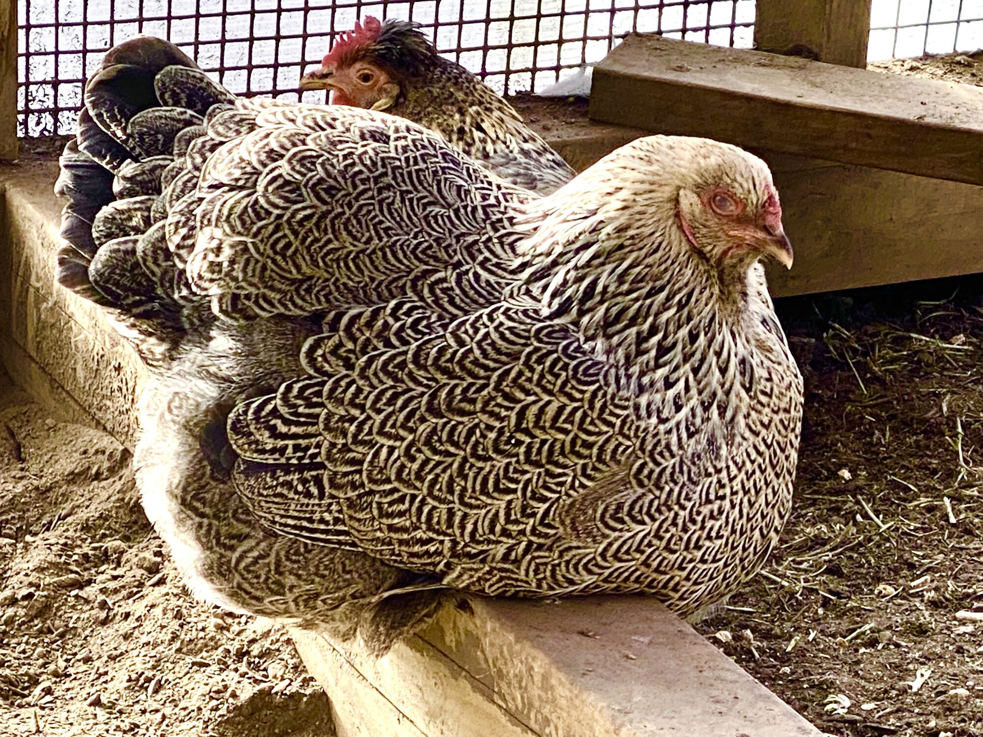 Chicken Math Quiz | BackYard Chickens - Learn How to Raise Chickens