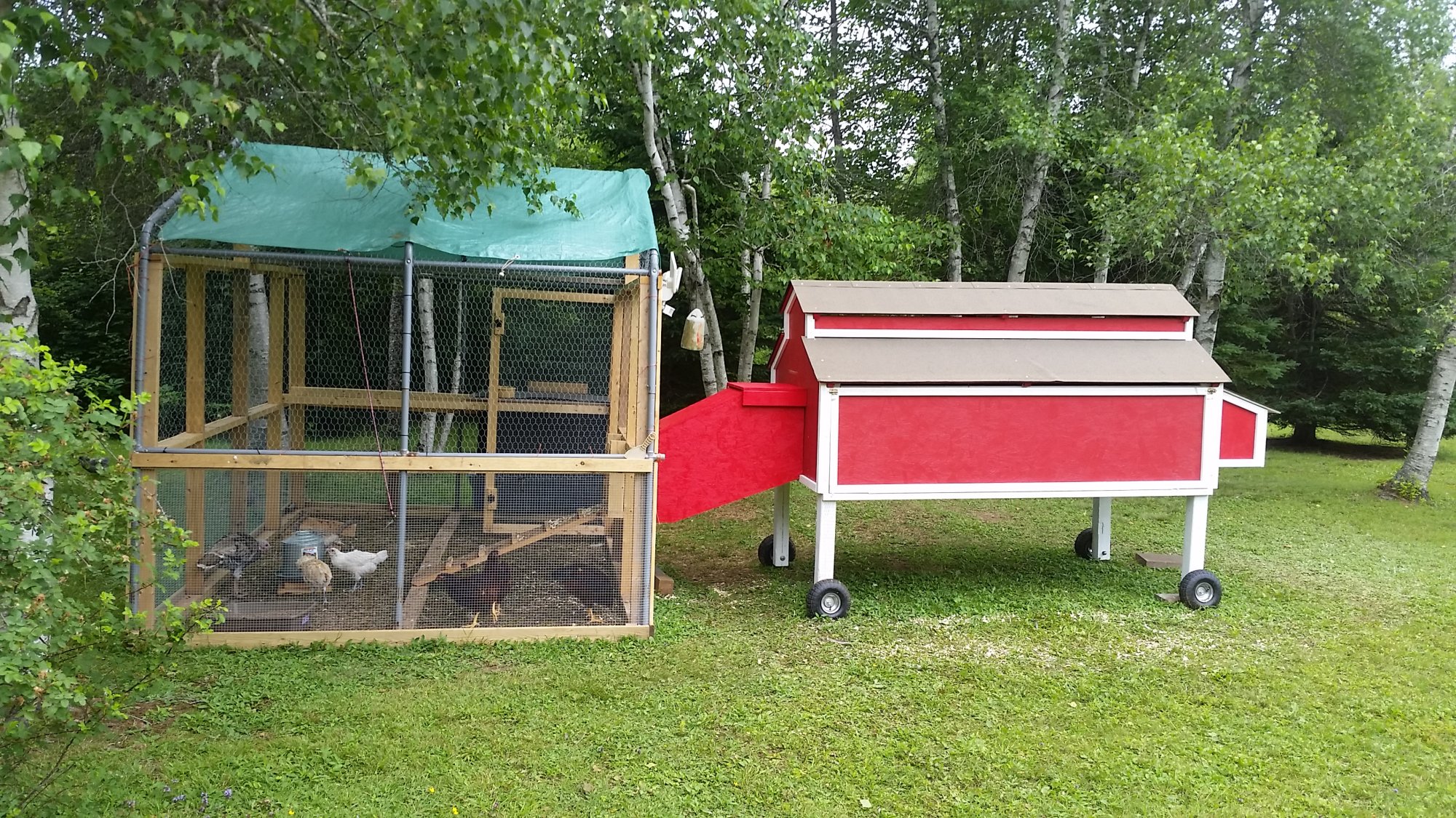 Chickenville at the Bearss Den | BackYard Chickens - Learn How to Raise ...