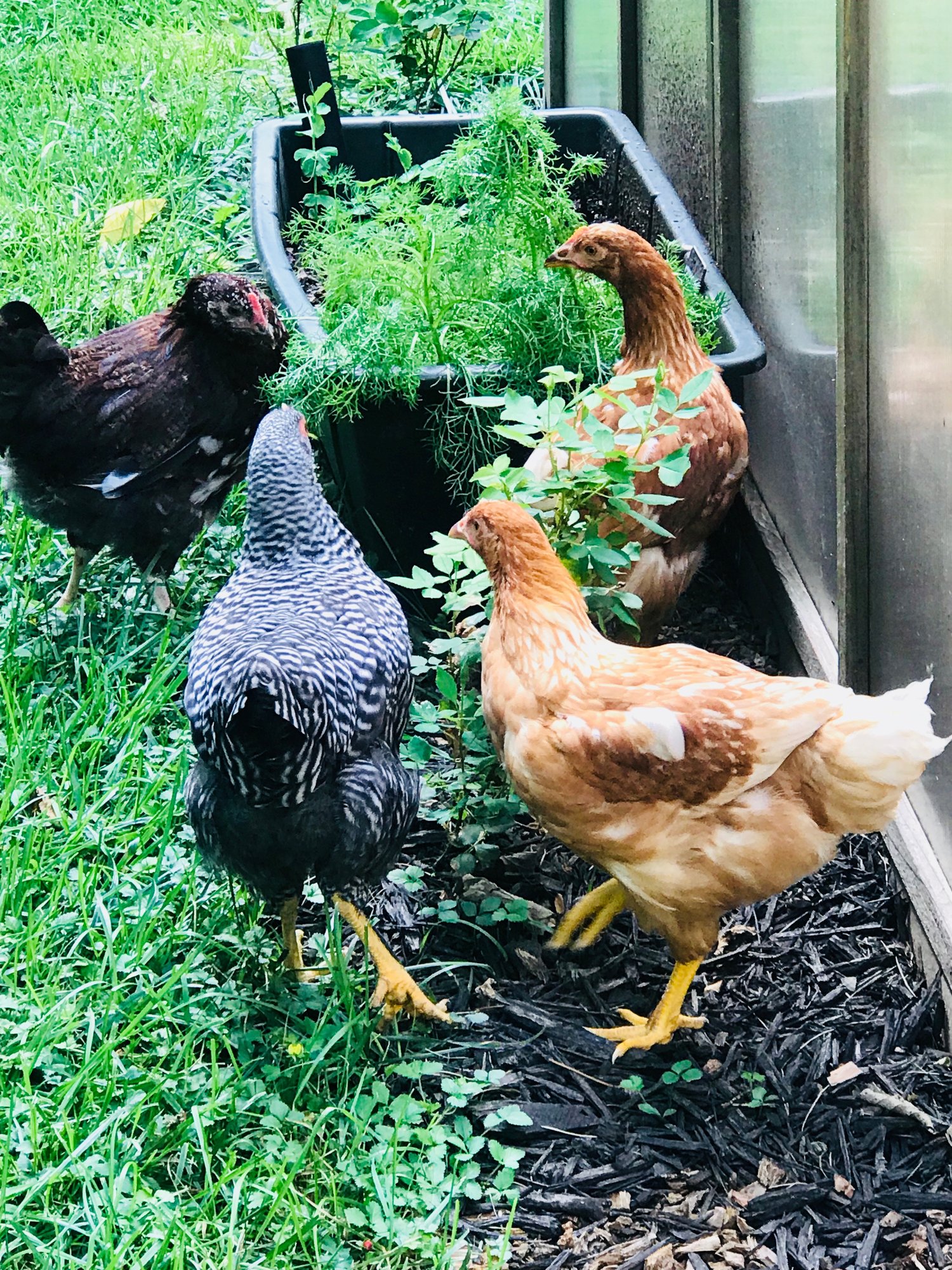 Choosing The Right Breed For You | BackYard Chickens - Learn How to ...